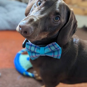 Small Dog Bow Tie Playing Card Pips Pet Collar Accessory - Etsy