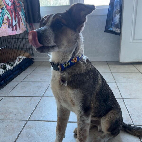 Chili Peppers Ribbon Dog Collar - Etsy
