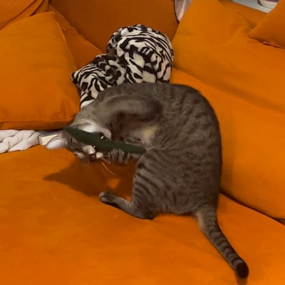 Green Bean Catnip Toy - Etsy