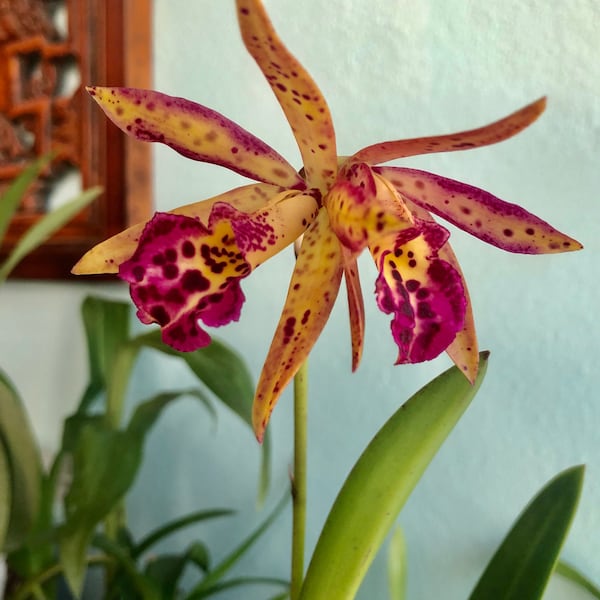 Orchid Blc. Rustic Spots - Potted - Etsy