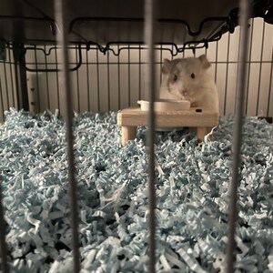 Wood Bridge Ramp Step Ledge Swing With Perch for Chinchilla | Etsy