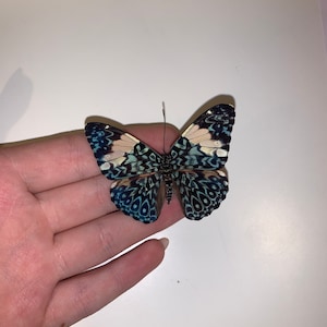 Real Hamadryas Amphinome, red Cracker Butterfly, Spread for Your ...