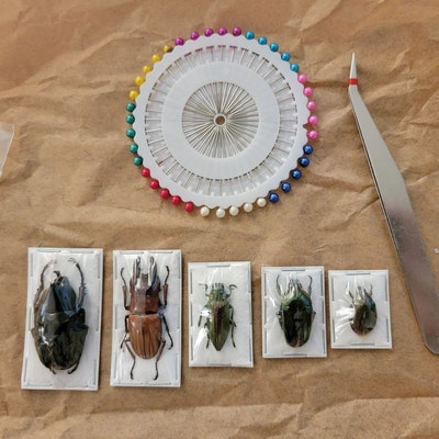 Beetle Mounting Kit for Beginners, With Real Beetles and Tools - Etsy