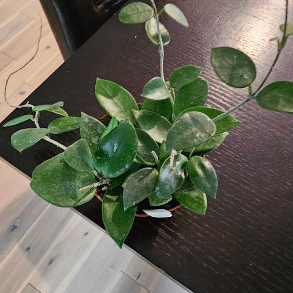 Hoya Chouke 4” Potted Plant - Etsy
