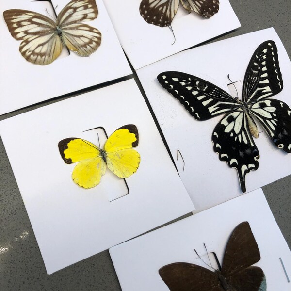 5-100PCS Real Butterfly Specimen Taxidermy Insect Butterflies Decor ...