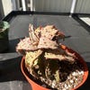 Mini Cholla | 6 Inch | Cylindropuntia | Live Cactus Plant | Succulents ...