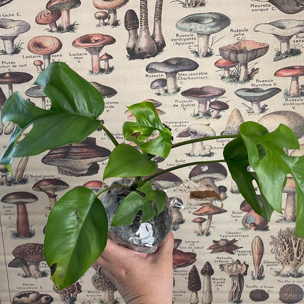Variegated Money Tree (pachira Aquatica) - Etsy