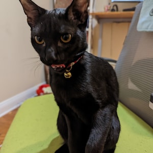 Navy Blue Cat Collar Breakaway Cat Collar Boy Cat or Kitten - Etsy