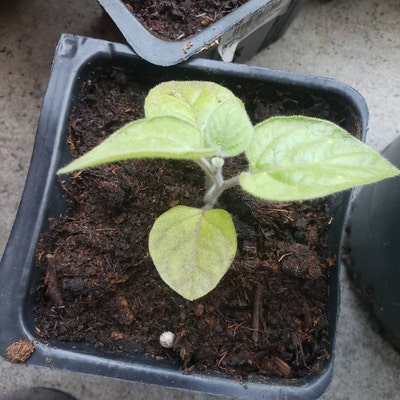 50 PERUVIAN GROUND CHERRY Physalis Peruviana Cape Gooseberry Fruit ...