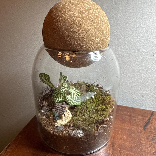 Complete Closed Terrarium Kit With Live Plants and Live Moss, Bioactive ...