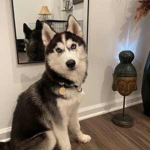 Custom Pet Tag for Dogs and Cats Personalized Weiner Hot Dog Tag Pet ID ...