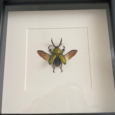 Real Atlas Moth Shadow Box Frame Framed Attacus Atlas Moth - Etsy