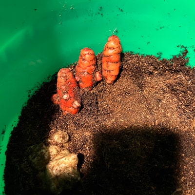 Oca Seed Tubers / Root for Planting Uqa, New Zealand Yam Organic oxalis ...