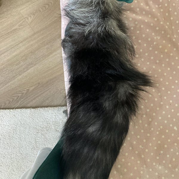 Wild Coyote Pelt Natural Colored Coyote Fur Genuine Wild Animal Skin ...