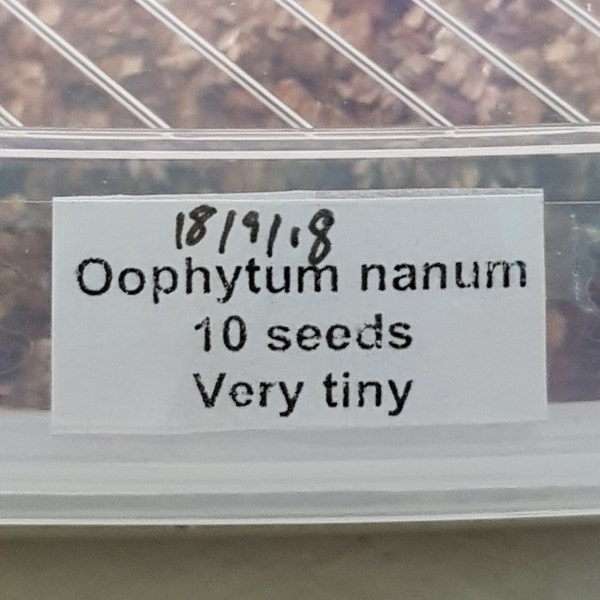 Oophytum Nanum, Rare Succulent, Living Stone, 10 Seeds [SEEDS ONLY] - Etsy
