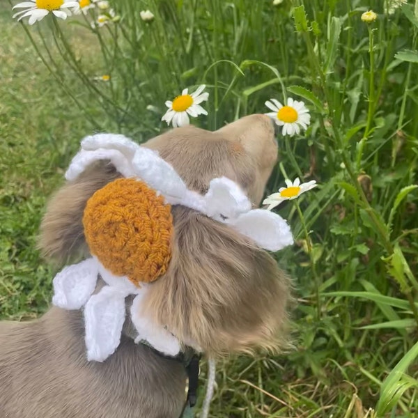 Crochet Flower Daisy Cat/ Dog Hat Pattern - Etsy