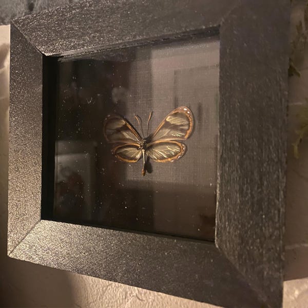 Rare Pink Tiger Moth Framed Taxidermy - Grammia Incorrupta - Etsy