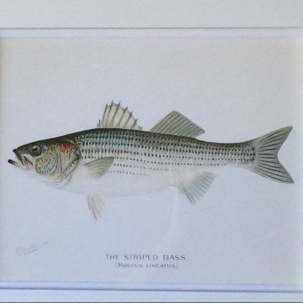 Denton Fish Print STRIPED BASS Striper Large Saltwater Fish 8x10 Art ...