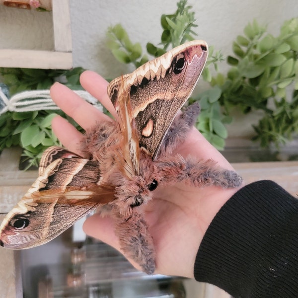 Mini Rosy Maple Moth, Butterfly Soft Sculpture, Ooak, Textile Taxidermy ...