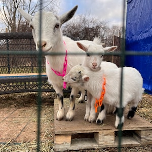 Goat Collar Plastic 6mm Chain With Metal Quick Link 20, 28 and 36 - Etsy