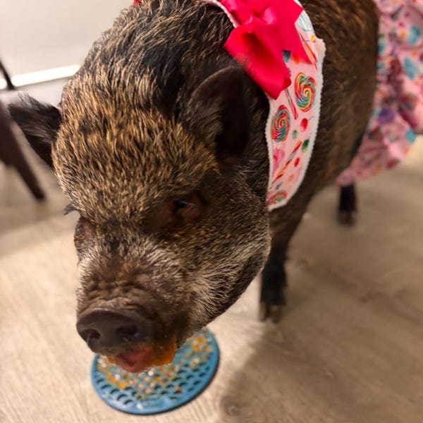 Skirt & Matching Bow Neck-band! Mini Pig Clothes, Pot Belly Pig Clothes ...