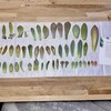 Succulent Leaf Starters | Propagation - Etsy