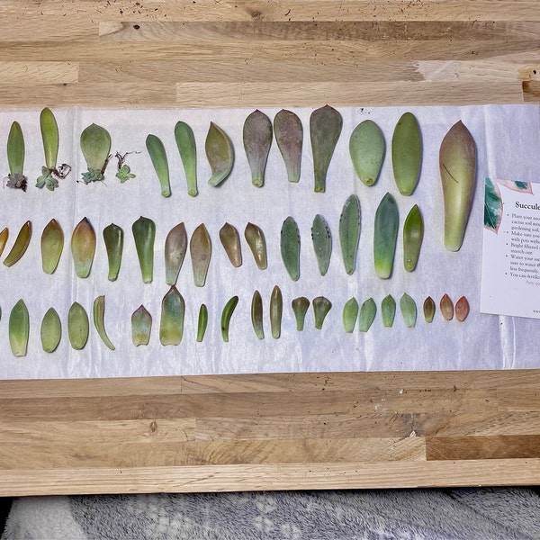 Succulent Leaf Starters | Propagation - Etsy