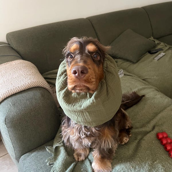 Waterproof Dog Snood | Cocker Spaniel Snood | Basset Hound Snood ...