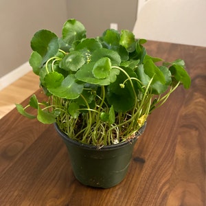 Hydrocotyle Vulgaris Copper Coin Plant, Chinese Coin Plant Marsh ...