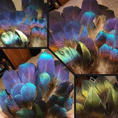 Great Argus argusianus Argus Pheasant Tail Feather, Naturally Molted ...