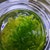Subwassertang pellia Moss Rare Aquatic Moss Live Aquarium Freshwater ...