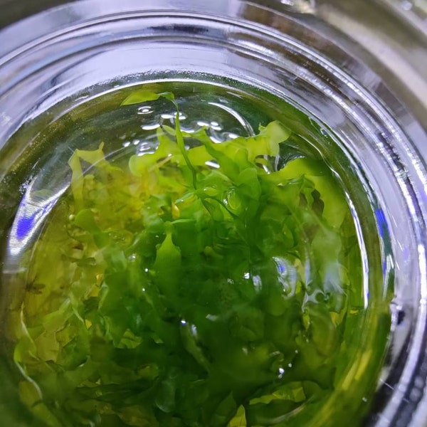 Subwassertang -pellia Moss Rare Aquatic Moss Live Aquarium Freshwater ...