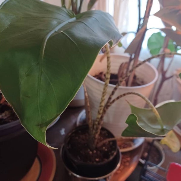 4 Hoya Carnosa krimson Queen - Etsy