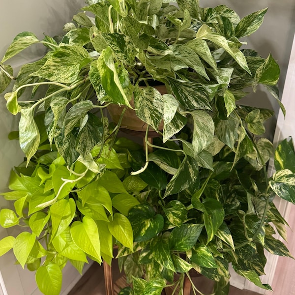 LIVE 6 Pot Ivy Plant, Hedera Helix, Plant Gift for Home, Dad Christmas ...