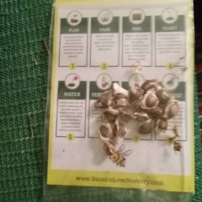 Moringa Oleifera Seeds Drumstick Seeds Malunggay Seeds Miracle Tree ...