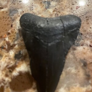 Giant Ice Age Capybara Fossil Set - Etsy