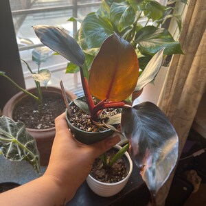 Peperomia Polybotrya Peperomia Raindrop Live Plant Rare | Etsy