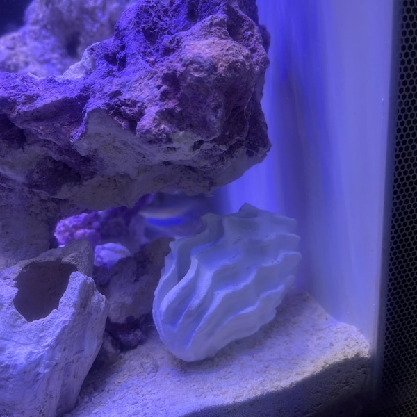 NEW* Aquarium Copepod Hotel Clam Shell Design - Etsy