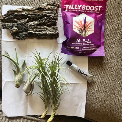Neglecta Mini Air Plants Tillandsia, Air Plant, Indoor Plant, House ...