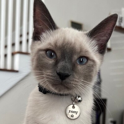 Cat Tag, Cat ID Tag, Small Pet Tag, Cat Name Tag, Microchipped Tag ...