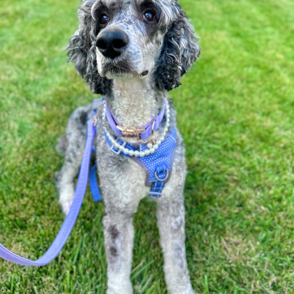 Dog Pearl Necklace, Pet Pearl Collar, Pet Jewelry, Dog ID Tag ...