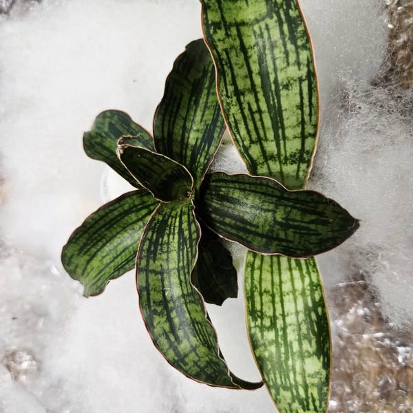 Scindapsus Lucens/anadendrum Affine/shingling Vine/pothos/philodendron ...