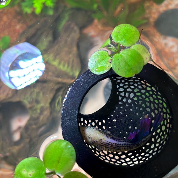 BEST Lid Props for Fluval Flex and Evo Lid Prop (SET OF 2) - Etsy