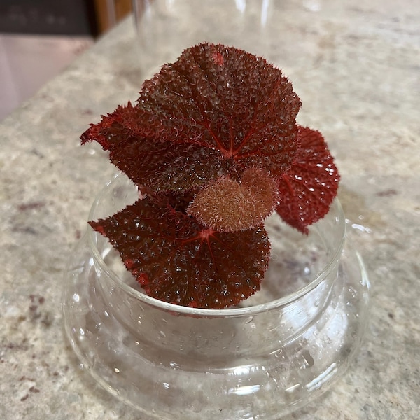 Begonia Baik, From Southeast Asia, for Terrarium Only. 2" Potted Plant ...