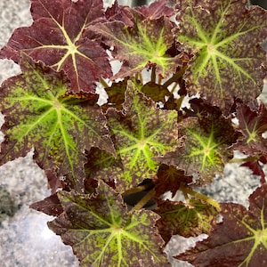 Rhizomatous Begonia 'starburst' - Etsy