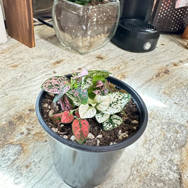 Hypoestes Mix “color Splash” Starter Plant **(ALL Plants Require You to ...