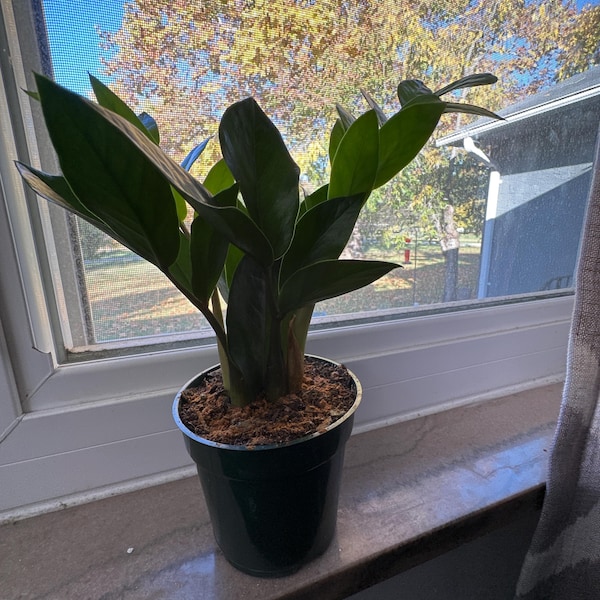 Green Zz Plant - Zamioculcas Zamiifolia Plant in a Pot - Rare Indoor ...