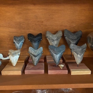 Megalodon Shark Tooth Stand Custom Metal Bracket on a Wood Base to ...