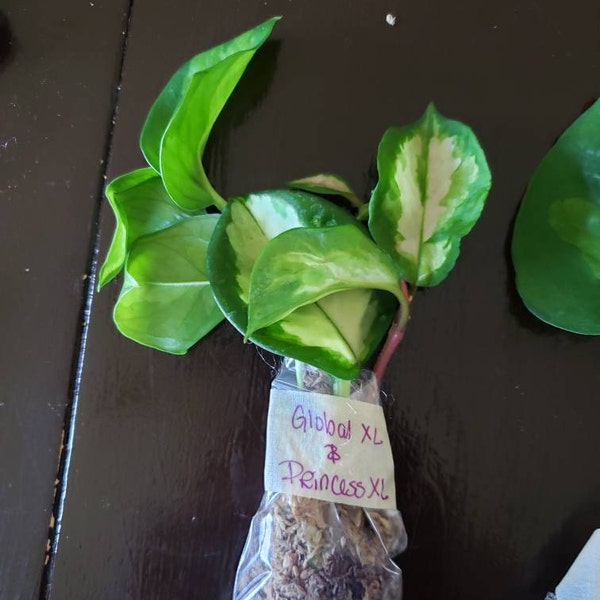 Global Green Pothos | Epipremnum Pinnatum | LIVE House Plant | Nodes ...