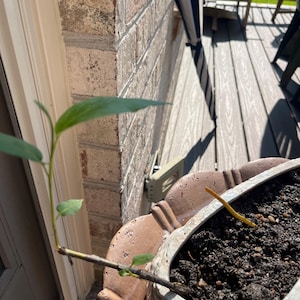 Carex Lurida Shallow Sedge Bareroot Wetland Restoration Live Plant ...